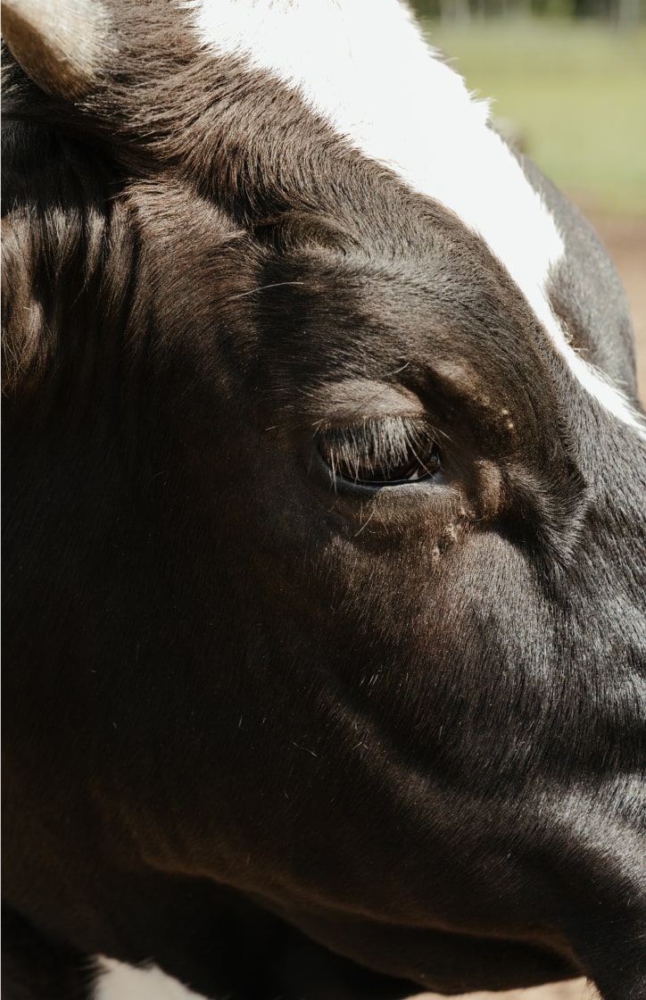 About Us – Daewoo Electronics Chile